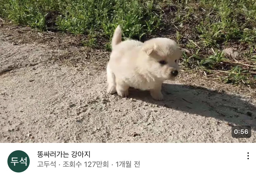전국 강쥐냥이 자랑 대회 아ㅜ Daum 카페