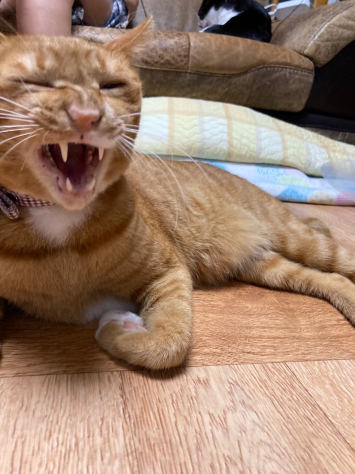 전국 강쥐냥이 자랑 대회 고양이 하품의 단계 Daum 카페