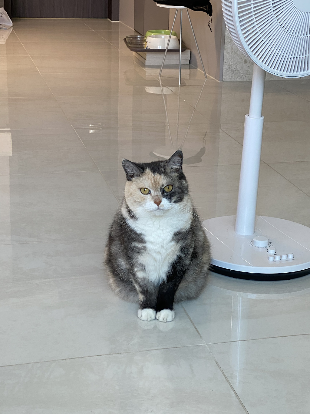 전국 강쥐냥이 자랑 대회 13살 고양이 인사드립니다 Daum 카페
