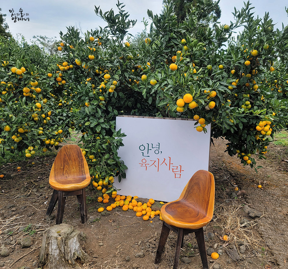 맛술싸 여행 제주도 귤밭 76번지 귤 따기 체험 Daum 카페