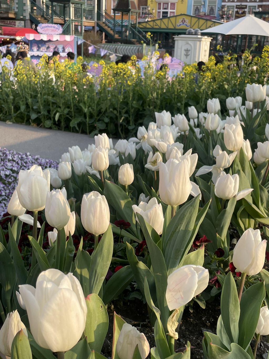 천안시 뭉쳐모여 에버랜드 튤립축제 사진 공유🌷 Daum 카페