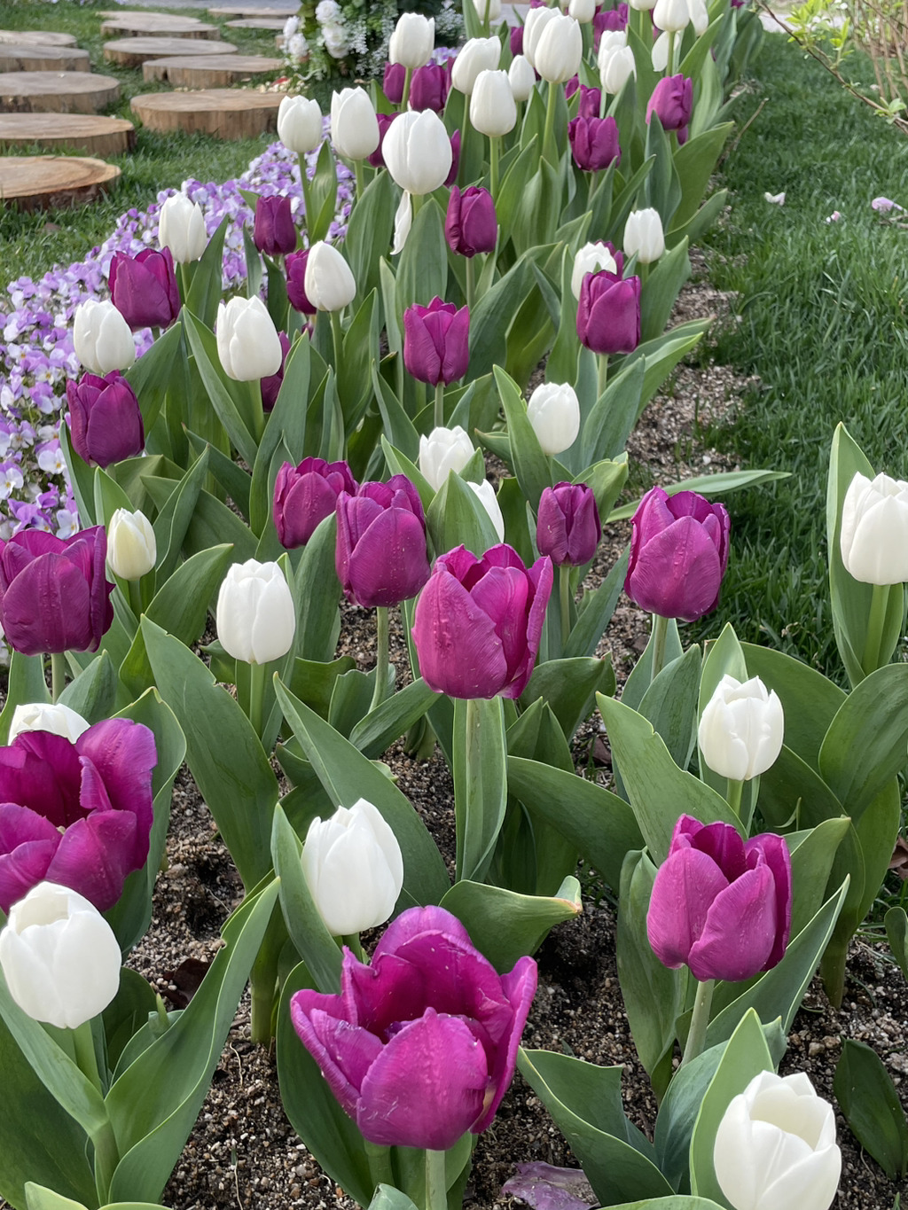 천안시 뭉쳐모여 에버랜드 튤립축제 사진 공유🌷 Daum 카페