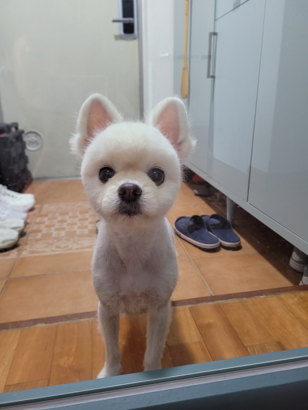 소원을 이뤄주는 더사주 저 눈빛은 안 갈 수 없잖아요 Daum 카페