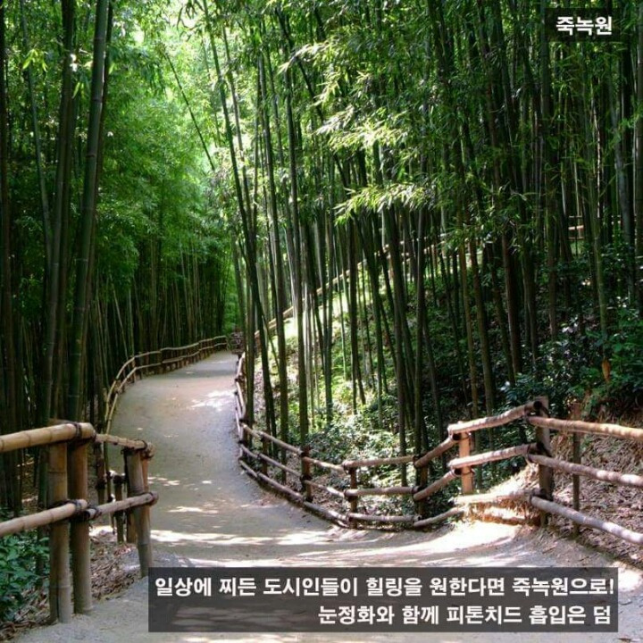 트래블러 방랑자 여행 담양 여행 필수코스 완전정복 Daum 카페