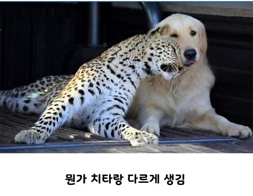 혹하게하는것들 사이좋은 냥이와 멍멍이 Daum 카페