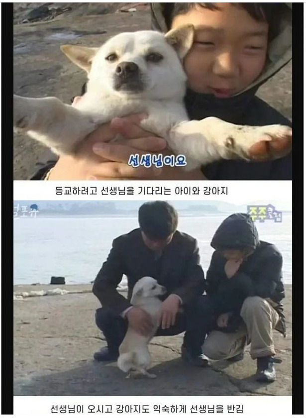 혹하게하는것들 전교생 1명이라 학교에 강아지데려왔던 학생근황 Daum 카페