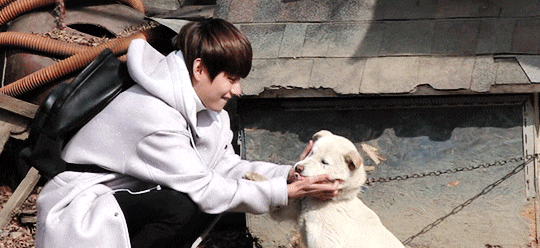 용인 푸씨 방탄소년단 뷔에게 고양이 품종 세 가지를 말해보라고 하였다 Daum 카페