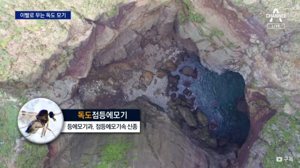 사이버 집현전 이빨로 피부를 찢어 피를 흡혈하는 독도 모기 Daum 카페