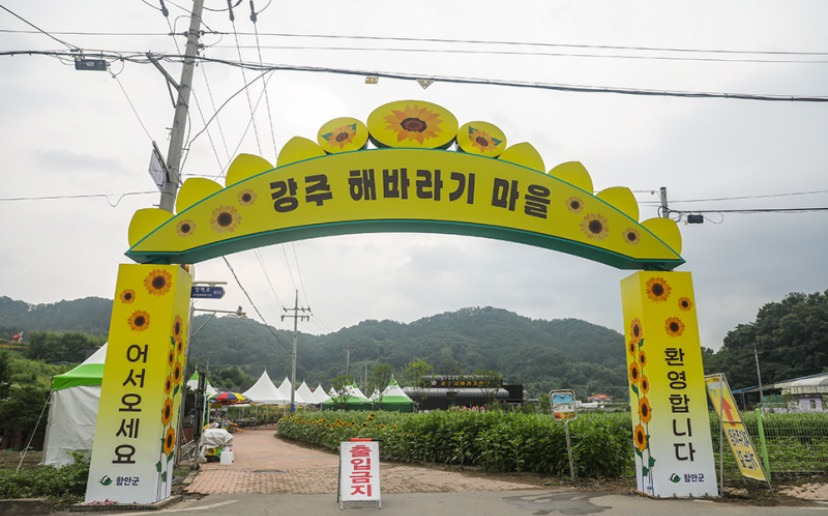 모든 축제 정보 함안군 강주해바라기 축제 Daum 카페