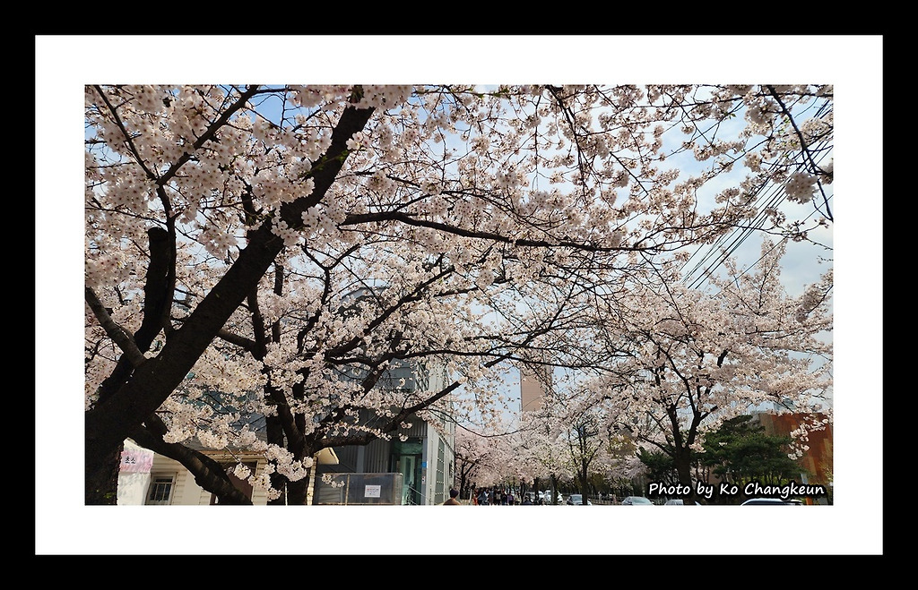 노원과 친구들 서울 영등포 여의도 벚꽃길 산책 Daum 카페