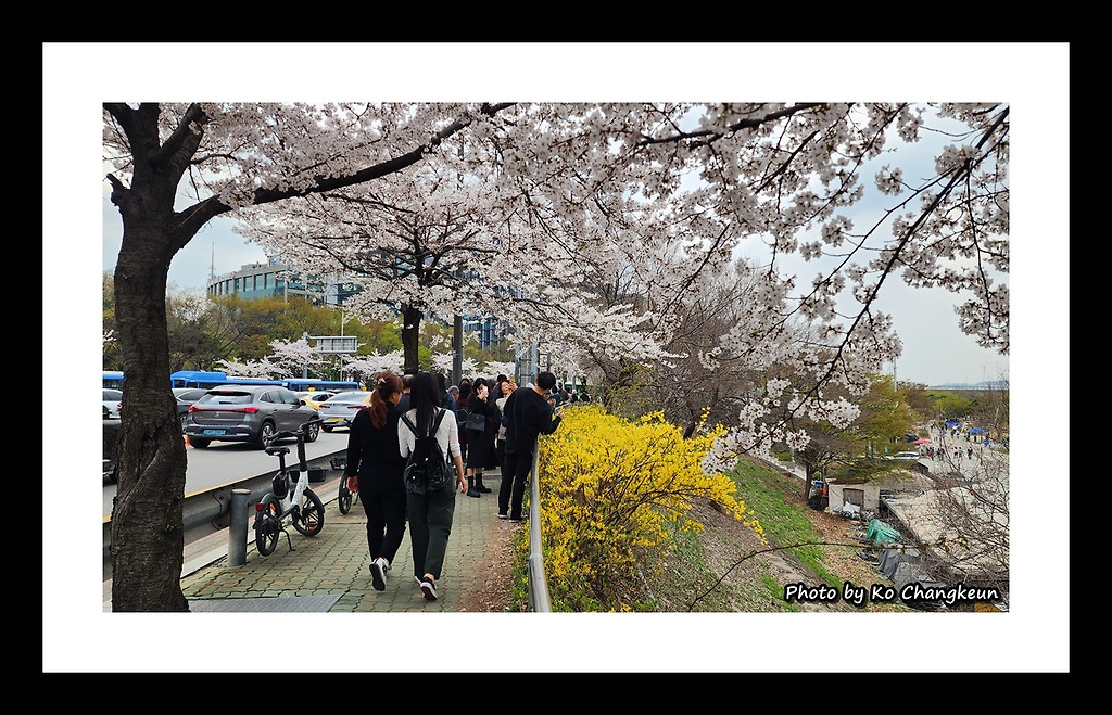 노원과 친구들 서울 영등포 여의도 벚꽃길 산책 Daum 카페