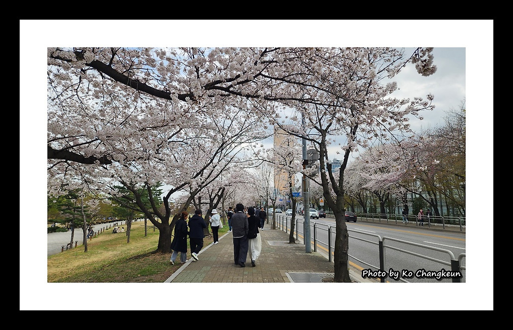 노원과 친구들 서울 영등포 여의도 벚꽃길 산책 Daum 카페