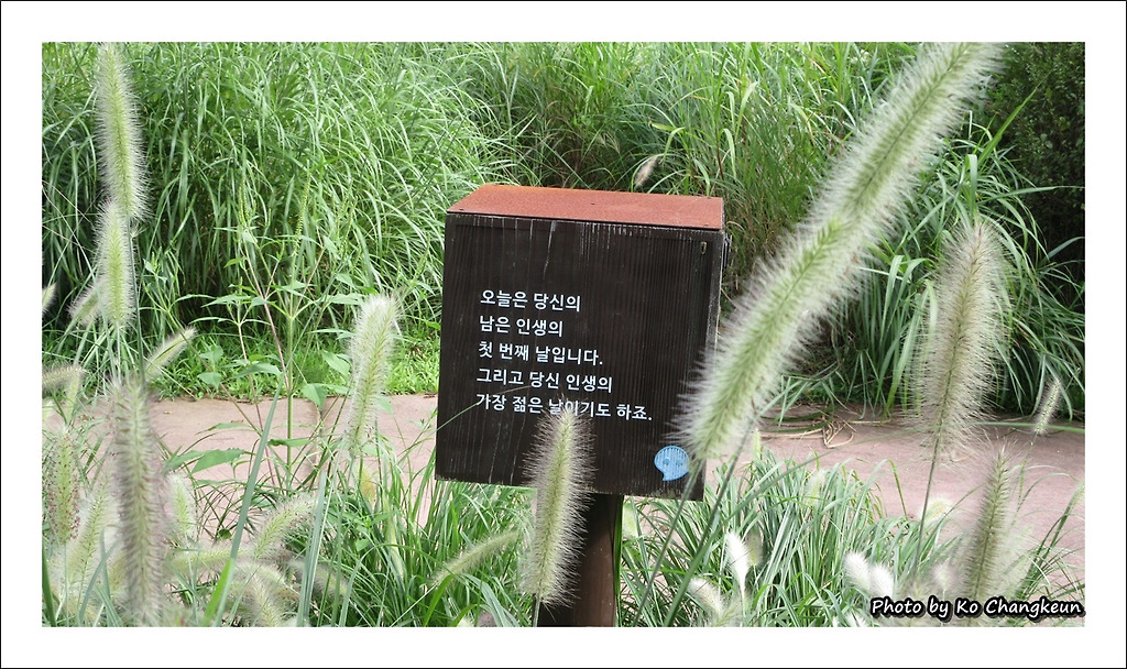 노원과 친구들 경기 양평 물의정원 산책 Daum 카페