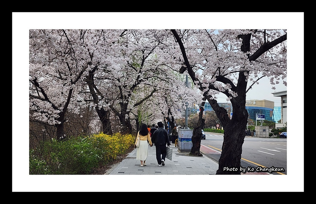 노원과 친구들 서울 영등포 여의도 벚꽃길 산책 Daum 카페