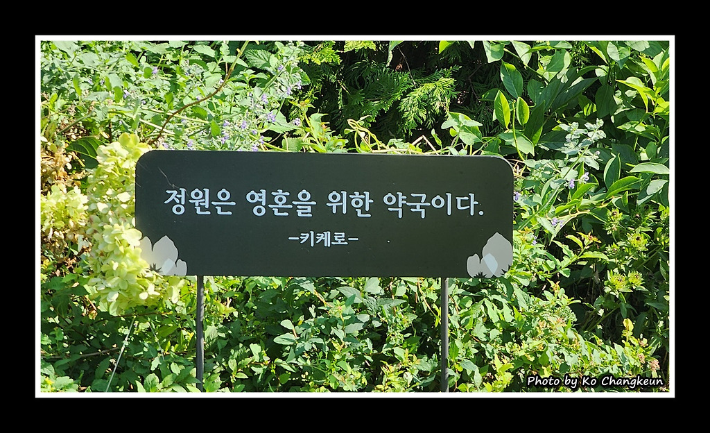 노원과 친구들 서울 마포 하늘공원의 여름 夏 Daum 카페