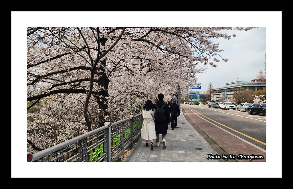 노원과 친구들 서울 영등포 여의도 벚꽃길 산책 Daum 카페