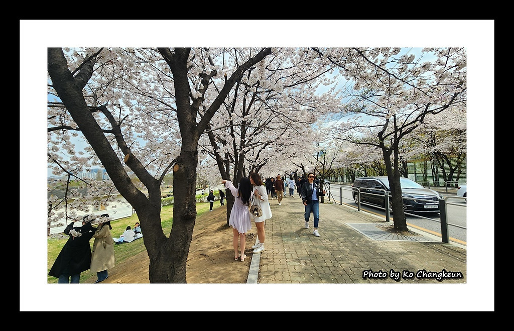 노원과 친구들 서울 영등포 여의도 벚꽃길 산책 Daum 카페