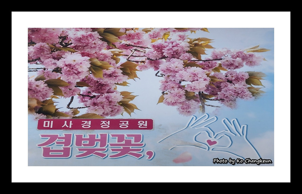노원과 친구들 경기 하남 미사경정공원 겹벚꽃 Daum 카페