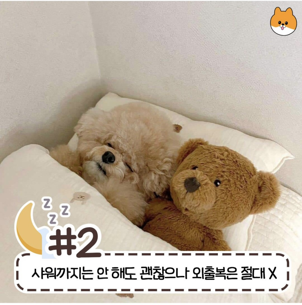 무엇이든 물어보세요 사람마다 갈린다는 침대 허용 가능한 범위 Daum 카페
