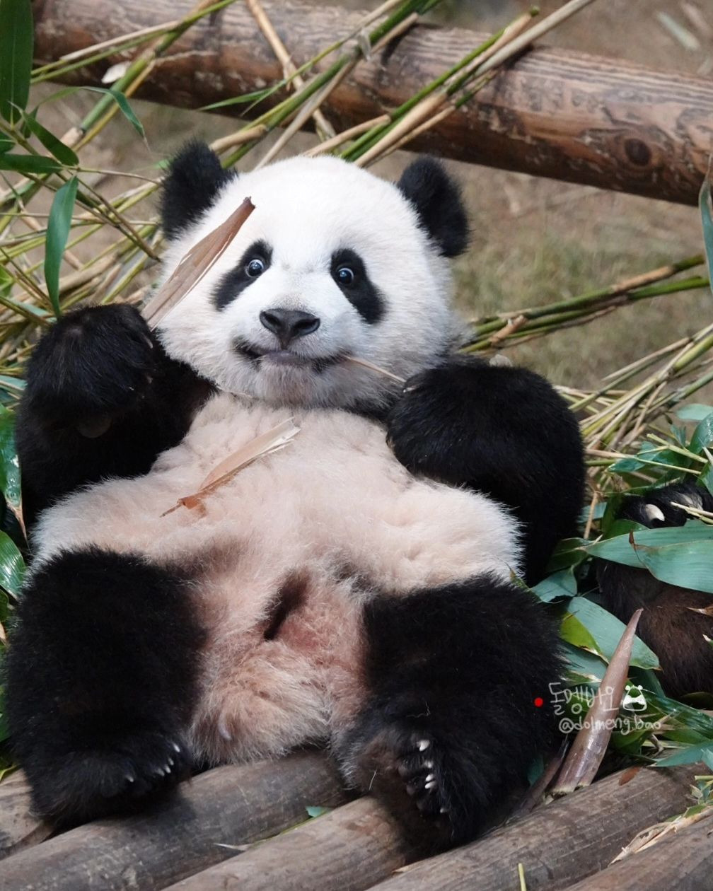 바오 가좍 죽뚜니 먹방 중인 유튜버 강루이씨🐼 Daum 카페