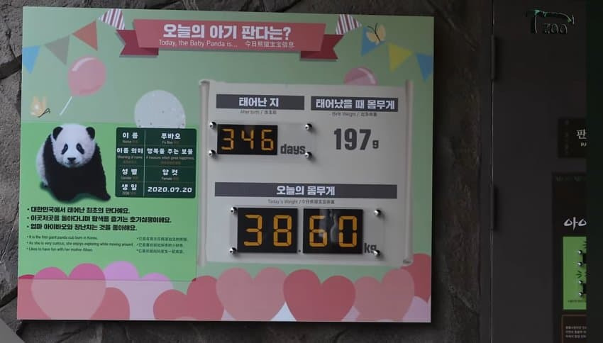 바오 가좍 같은 시기의 푸바오 루이바오 후이바오 몸무게 차이🐼 Daum 카페