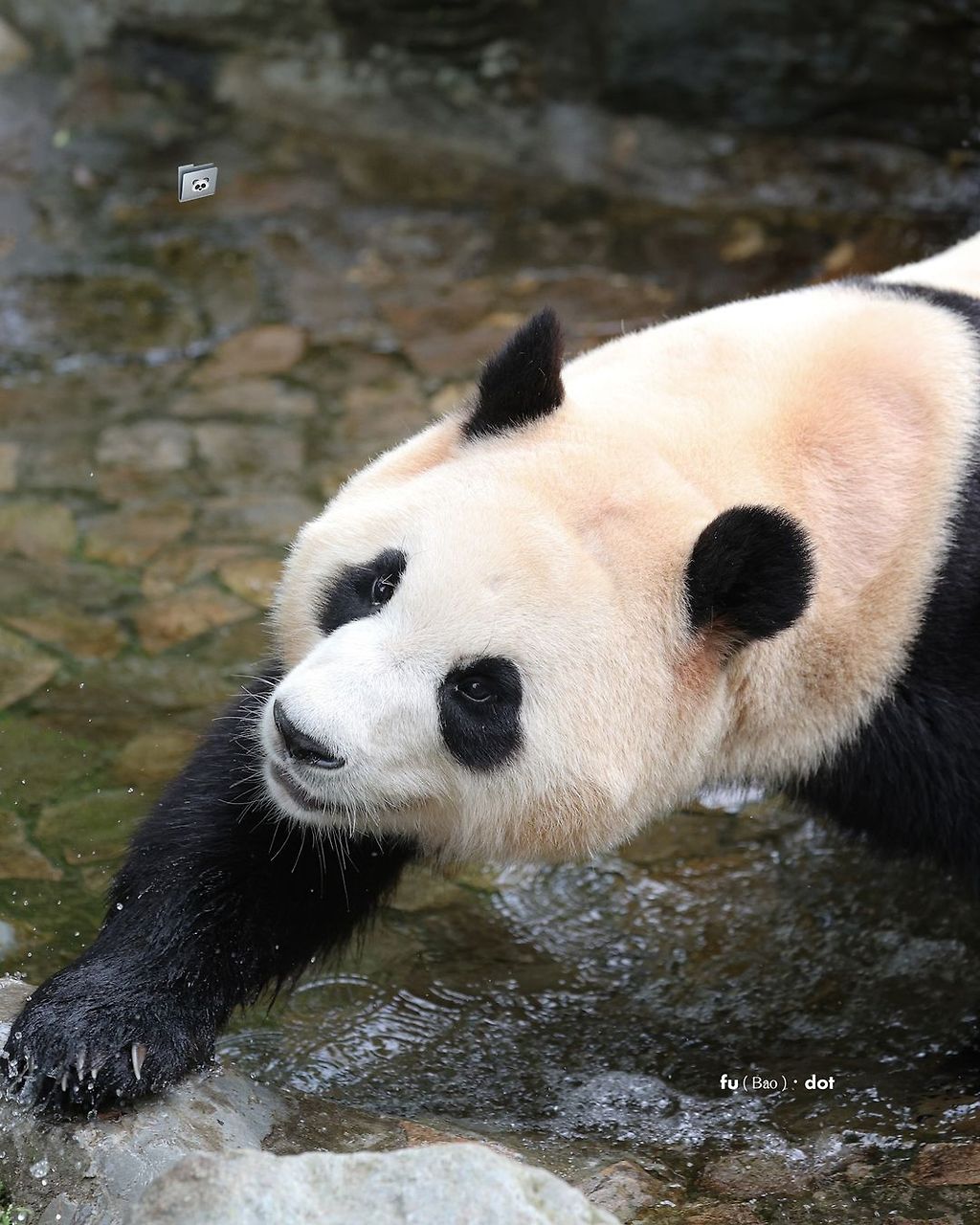 바오 가좍 🐼오늘 아침 잔뜩 신난 푸야ㅋㅋㅋㅋ💓 Daum 카페