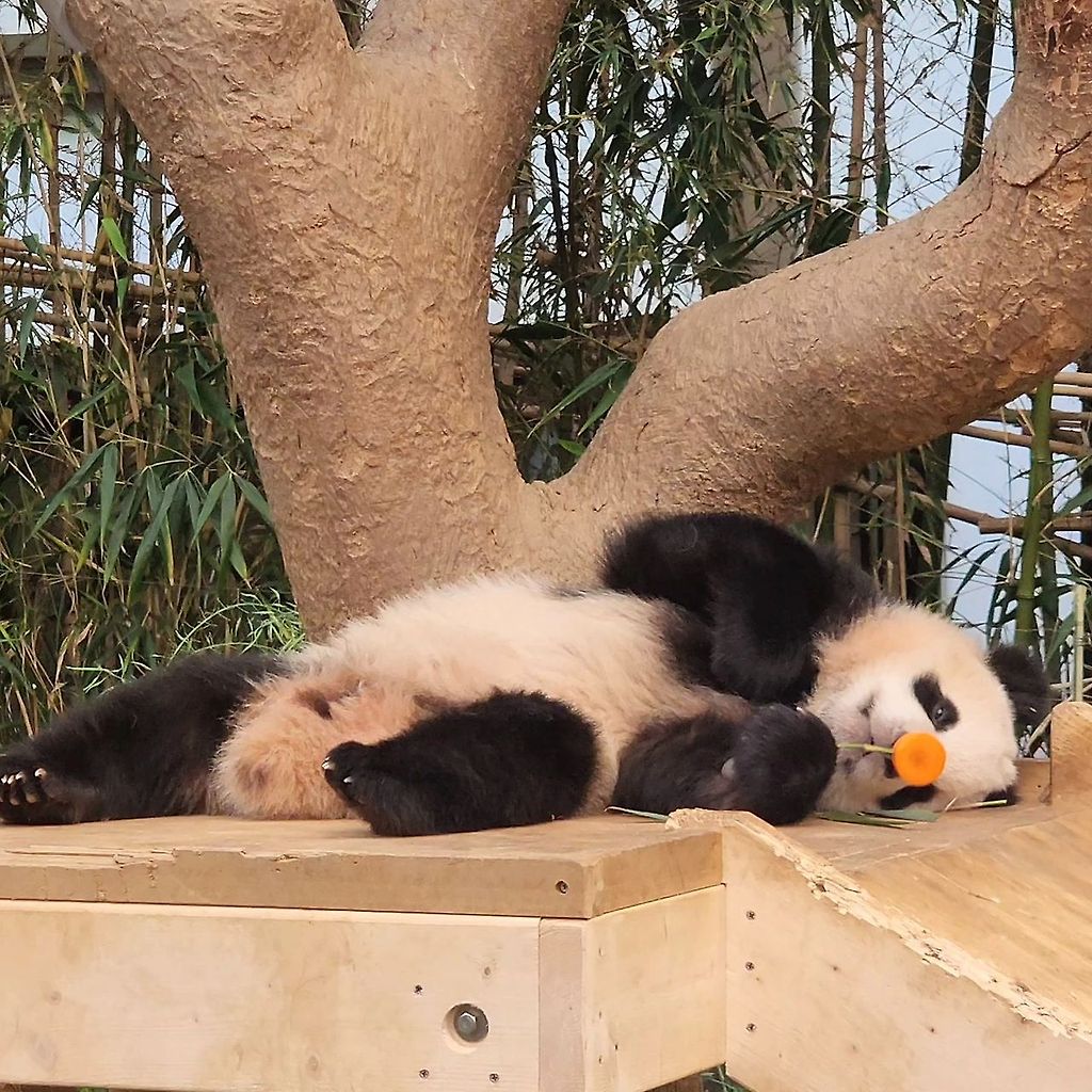 바오 가좍 당근사탕 받고 행복한 루이바오 🐼 Daum 카페