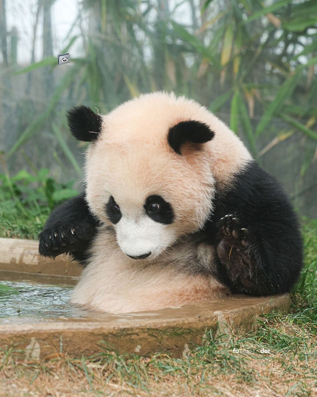 바오 가좍 풀장 개시하고 물에 들어간 후이바오🐼💦 Daum 카페