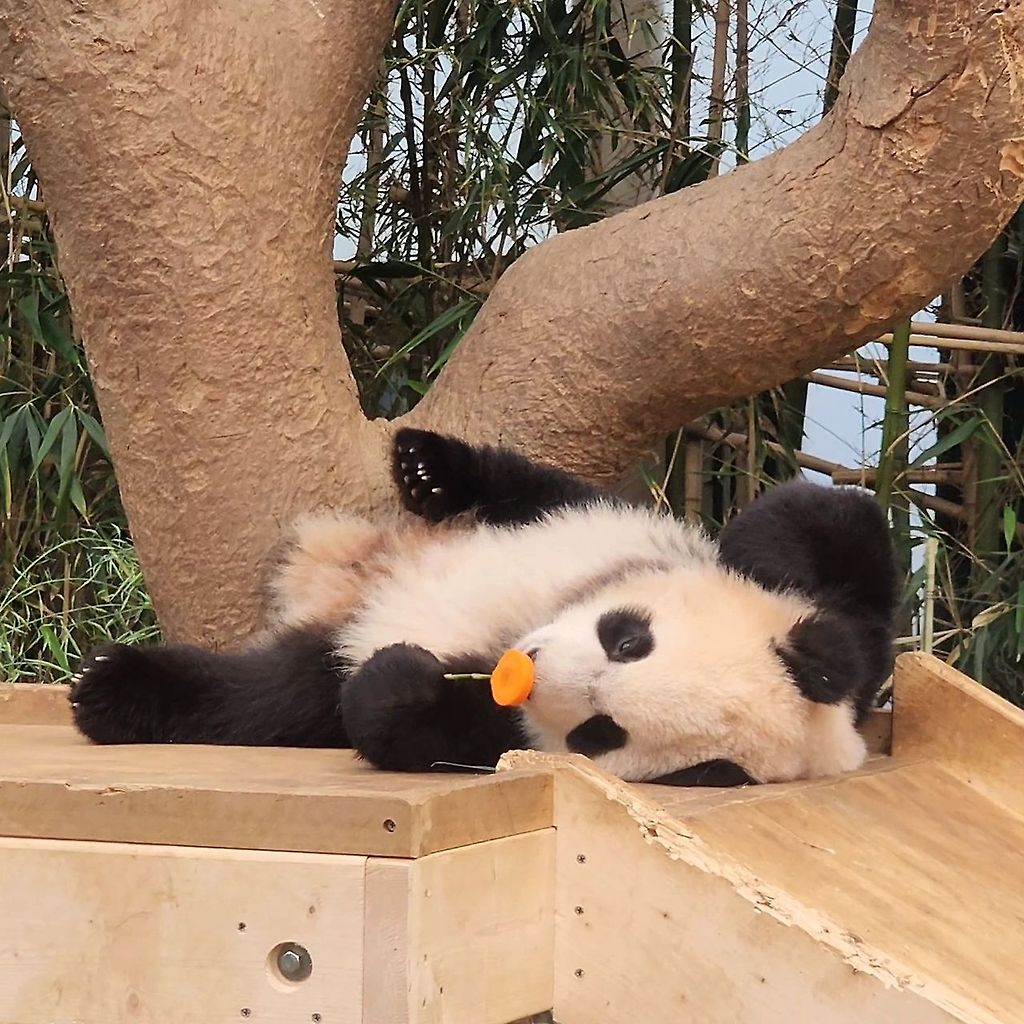 바오 가좍 당근사탕 받고 행복한 루이바오 🐼 Daum 카페