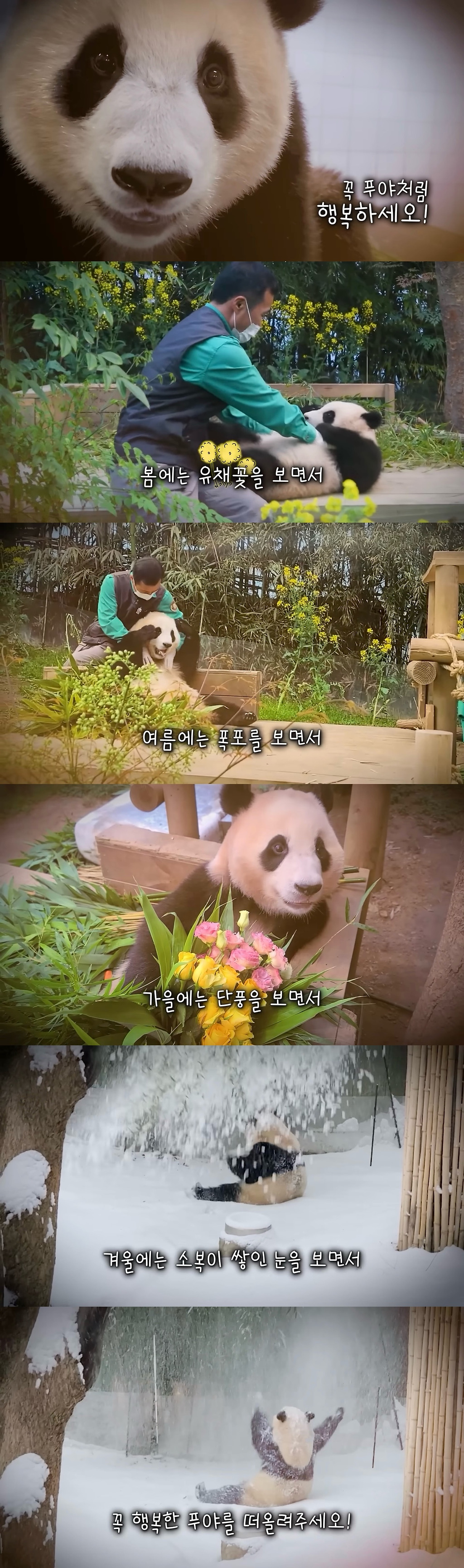 바오 가좍 🐼 푸야가 여러분에게 하고 싶은 말💌 Daum 카페