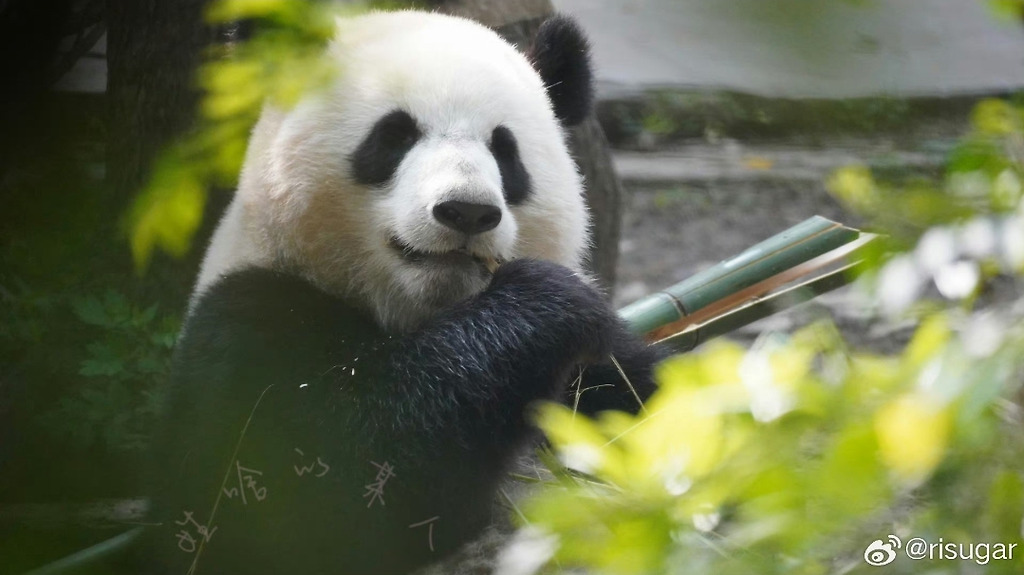 바오 가좍 야생판다 출신 웃상판다 베이촨의 또다른 애기들🐼 Daum 카페