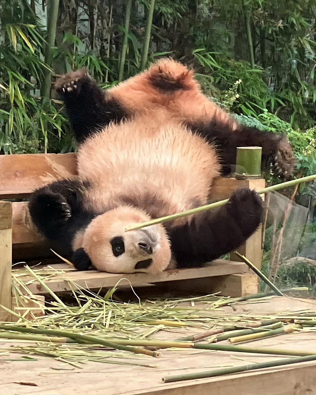 바오 가좍 판월에 사는 불가사리 부부ㅋㅋㅋㅋ 🐼 Daum 카페