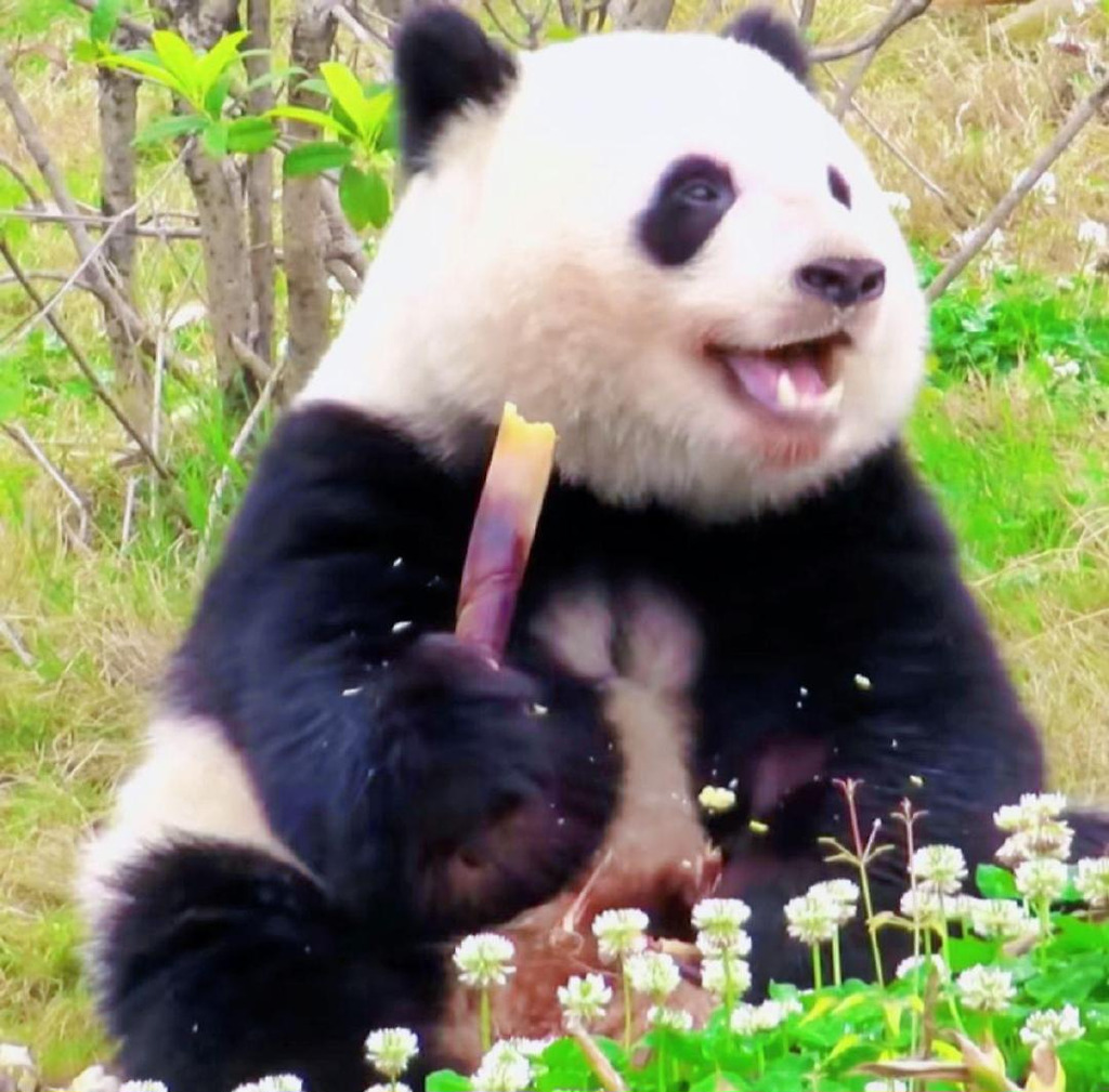 바오 가좍 🐼😄웃는게 귀여운 판다로 유명한 베이천😄🐼 Daum 카페