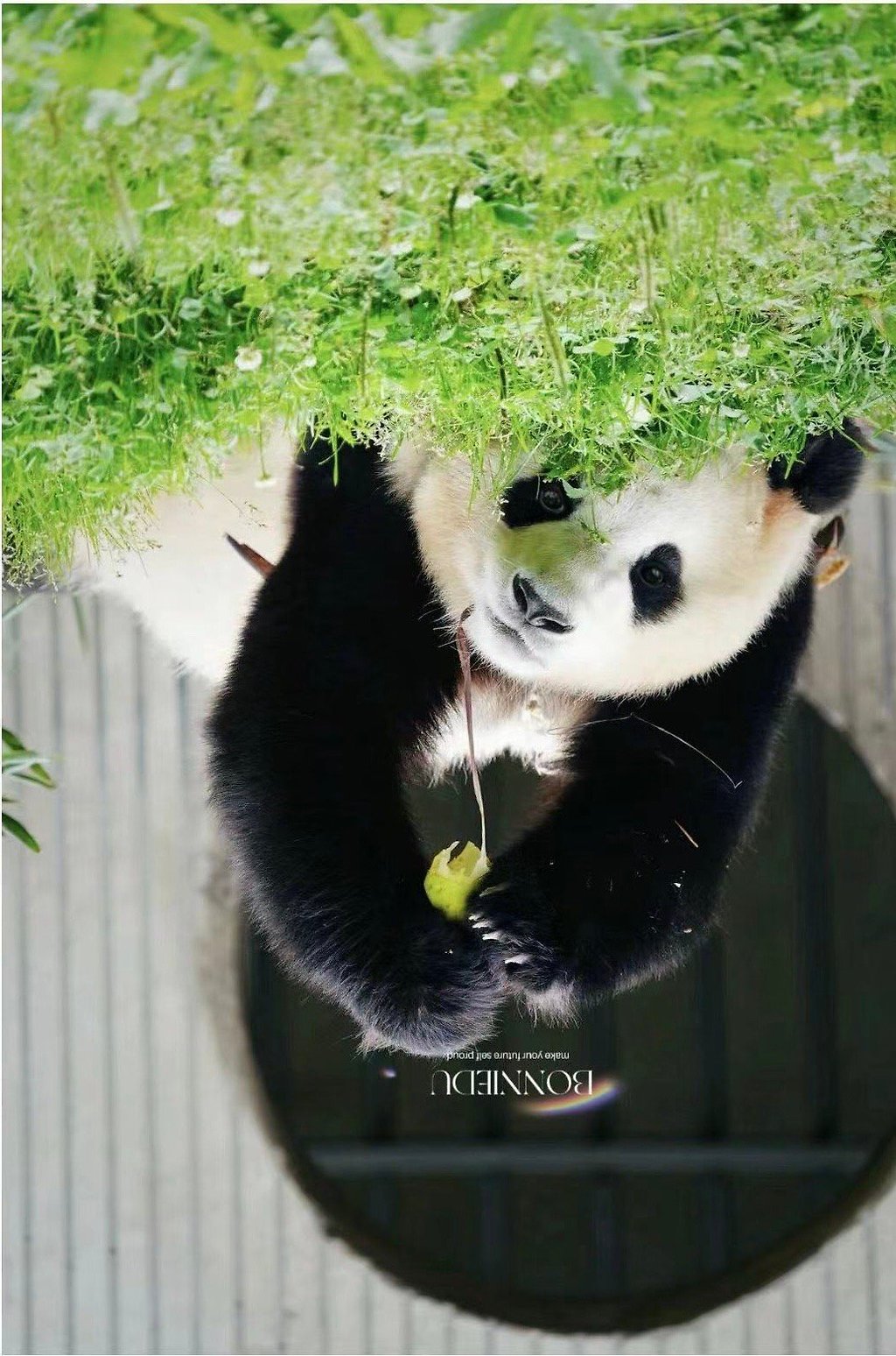 바오 가좍 선슈핑에서 푸바오 🐼 Daum 카페