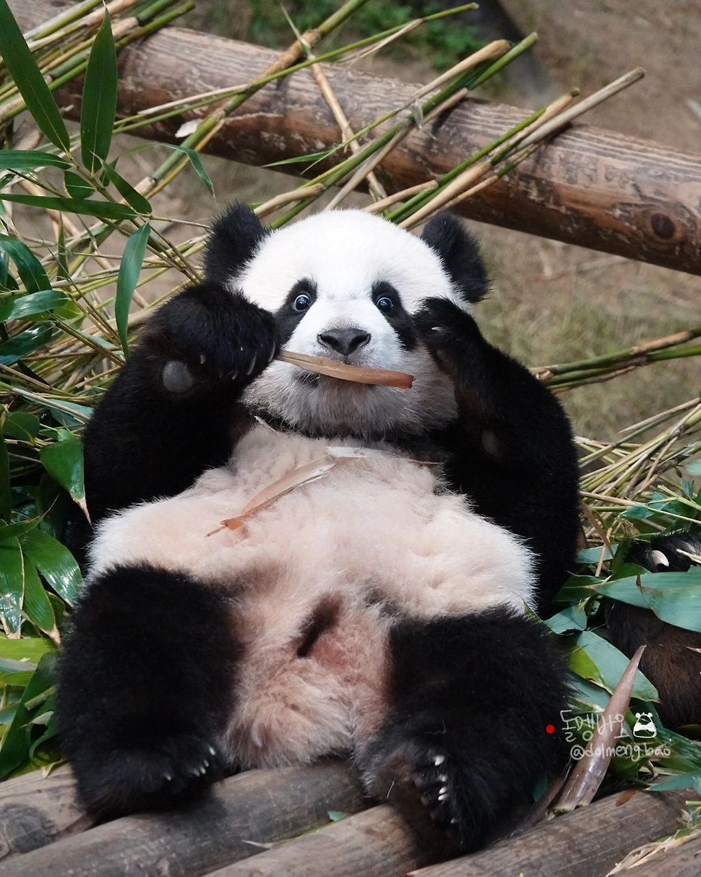 바오 가좍 죽뚜니 먹방 중인 유튜버 강루이씨🐼 Daum 카페