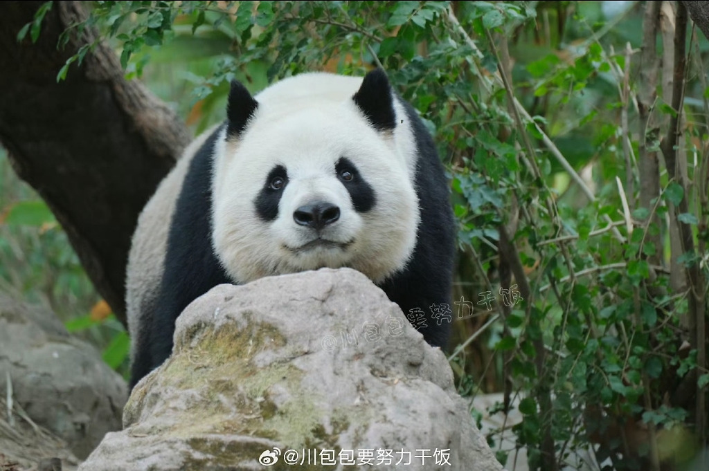 바오 가좍 야생판다 출신 웃상판다 베이촨의 또다른 애기들🐼 Daum 카페
