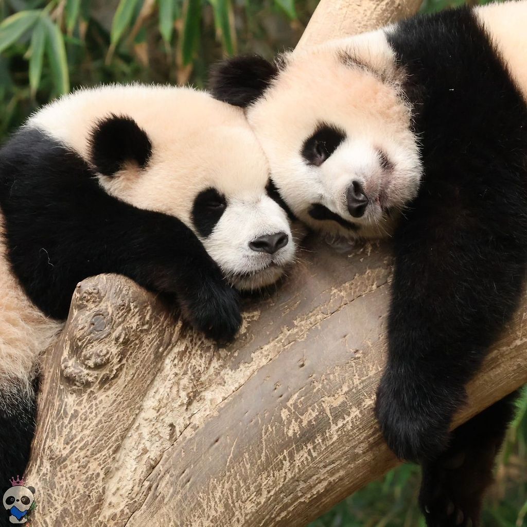 바오 가좍 머리 맞대고 자는 루이후이바오🐼🐼 Daum 카페