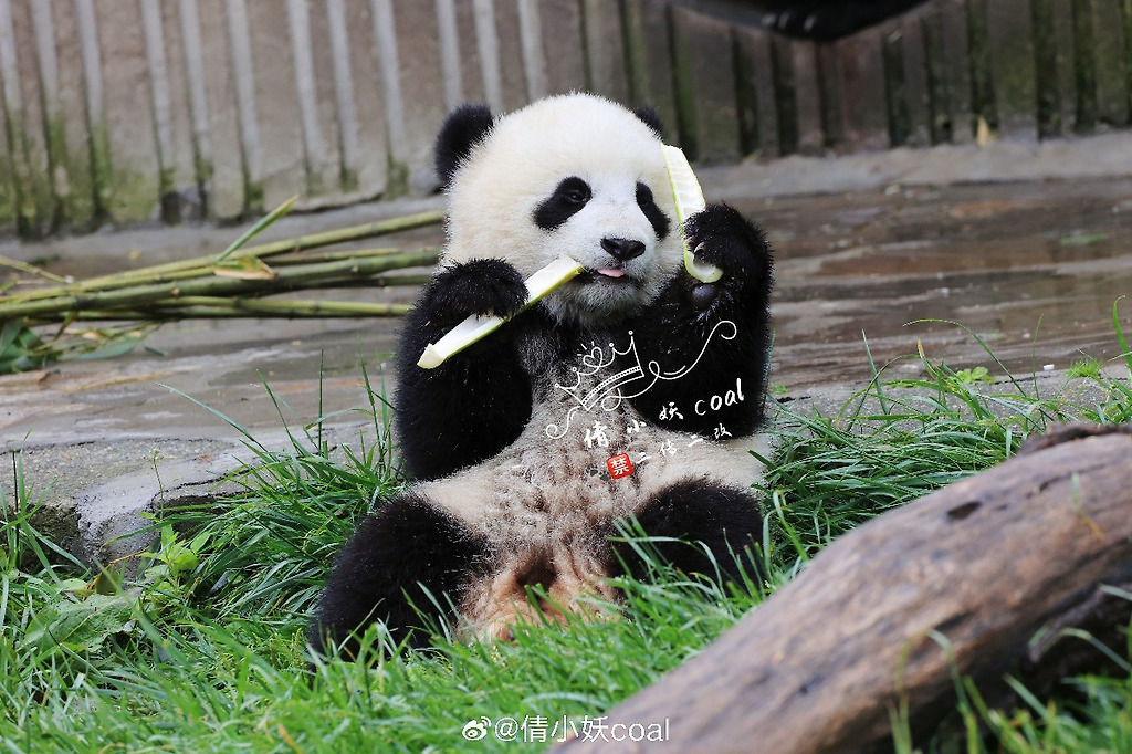 바오 가좍 🐼 아가 좋은거 갖고있네 엄마가 좀 봐줄게~ Daum 카페