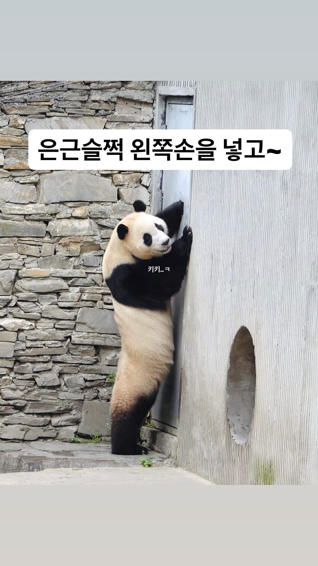 바오 가좍 사육사 문 앞에서 탐색하는 푸바오👀 Daum 카페
