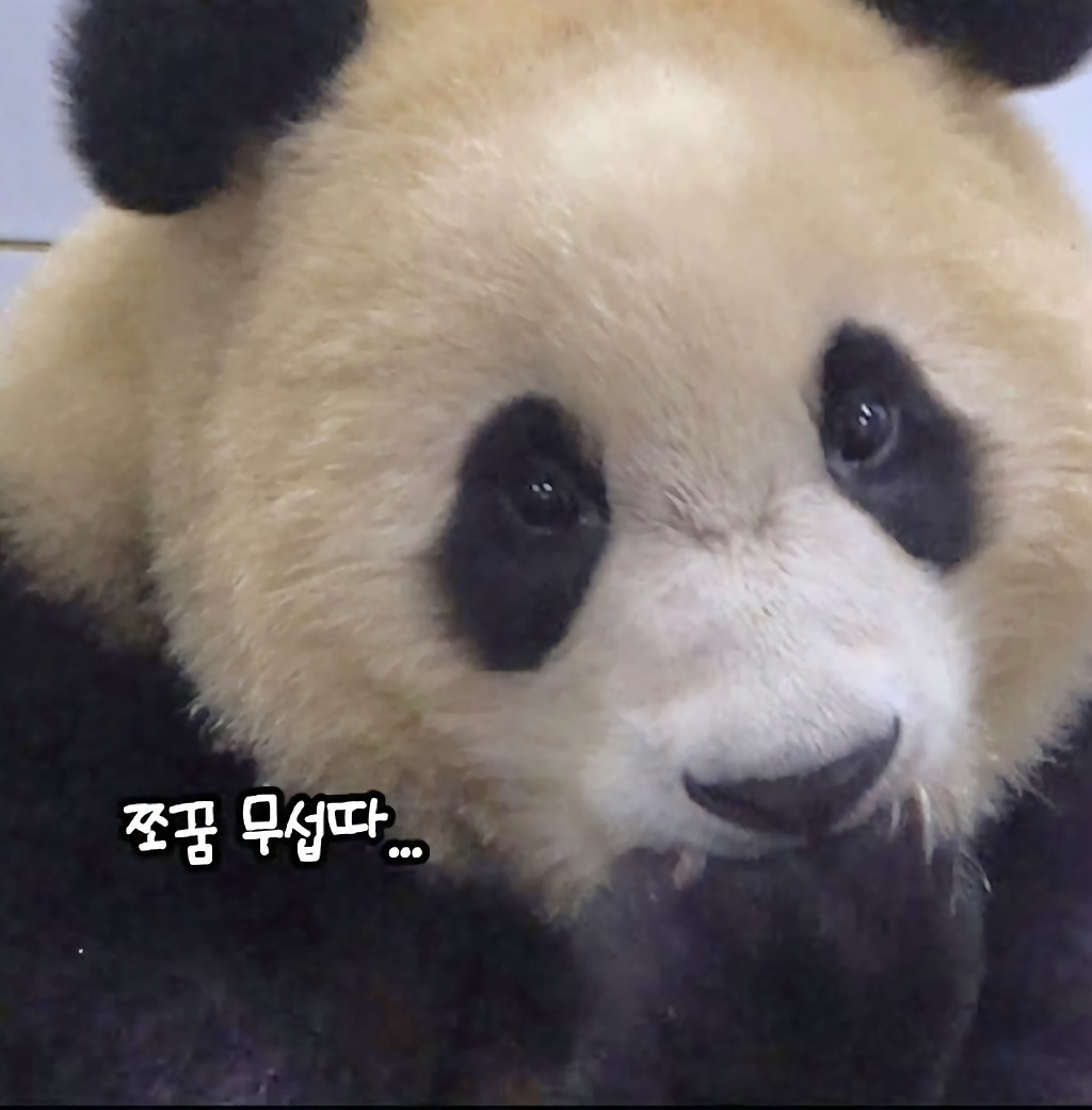 바오 가좍 내일 생일이라는 아기판다 Daum 카페