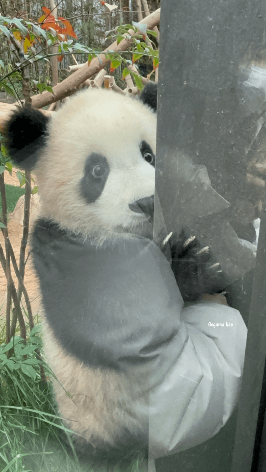 바오 가좍 🐼 아기를 좋아하는 아기판다 루이바오 Daum 카페
