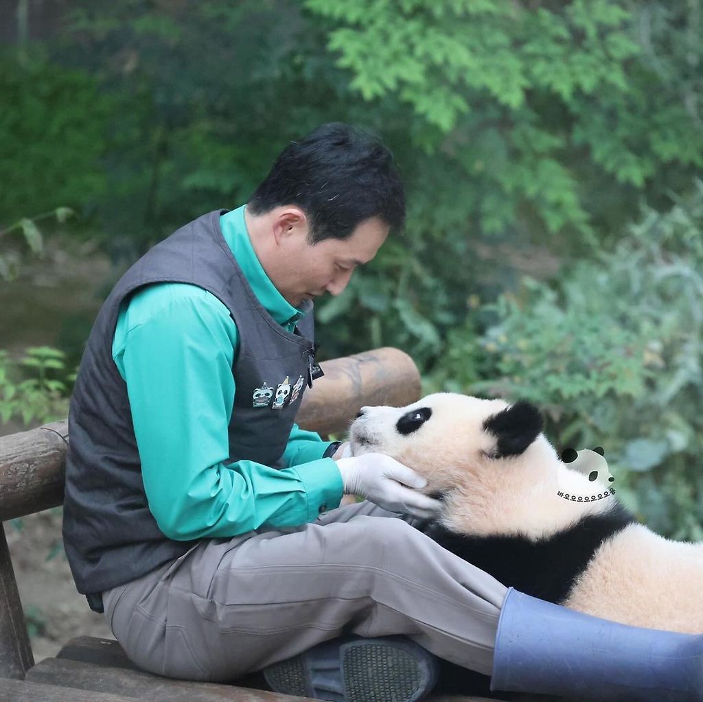 바오 가좍 🐼 할부지한텐 발톱 숨기는 루이바오 Daum 카페