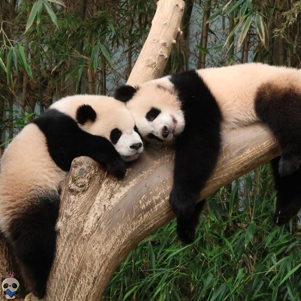 바오 가좍 머리 맞대고 자는 루이후이바오🐼🐼 Daum 카페