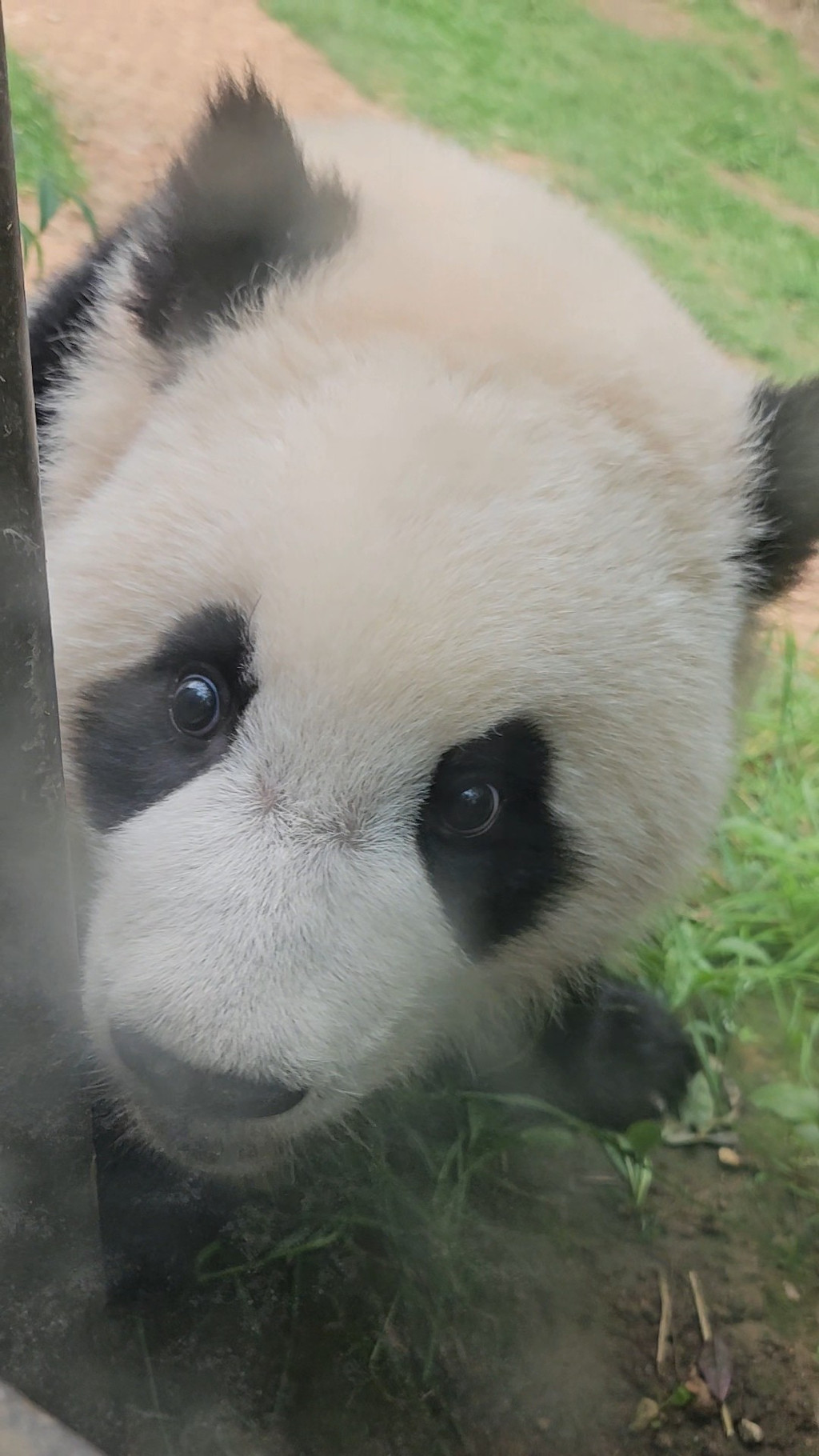바오 가좍 🐼 아기를 좋아하는 아기판다 루이바오 Daum 카페