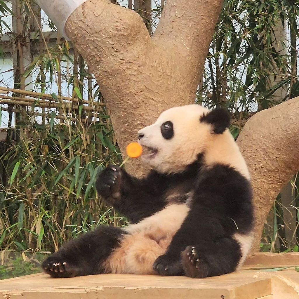 바오 가좍 당근사탕 받고 행복한 루이바오 🐼 Daum 카페