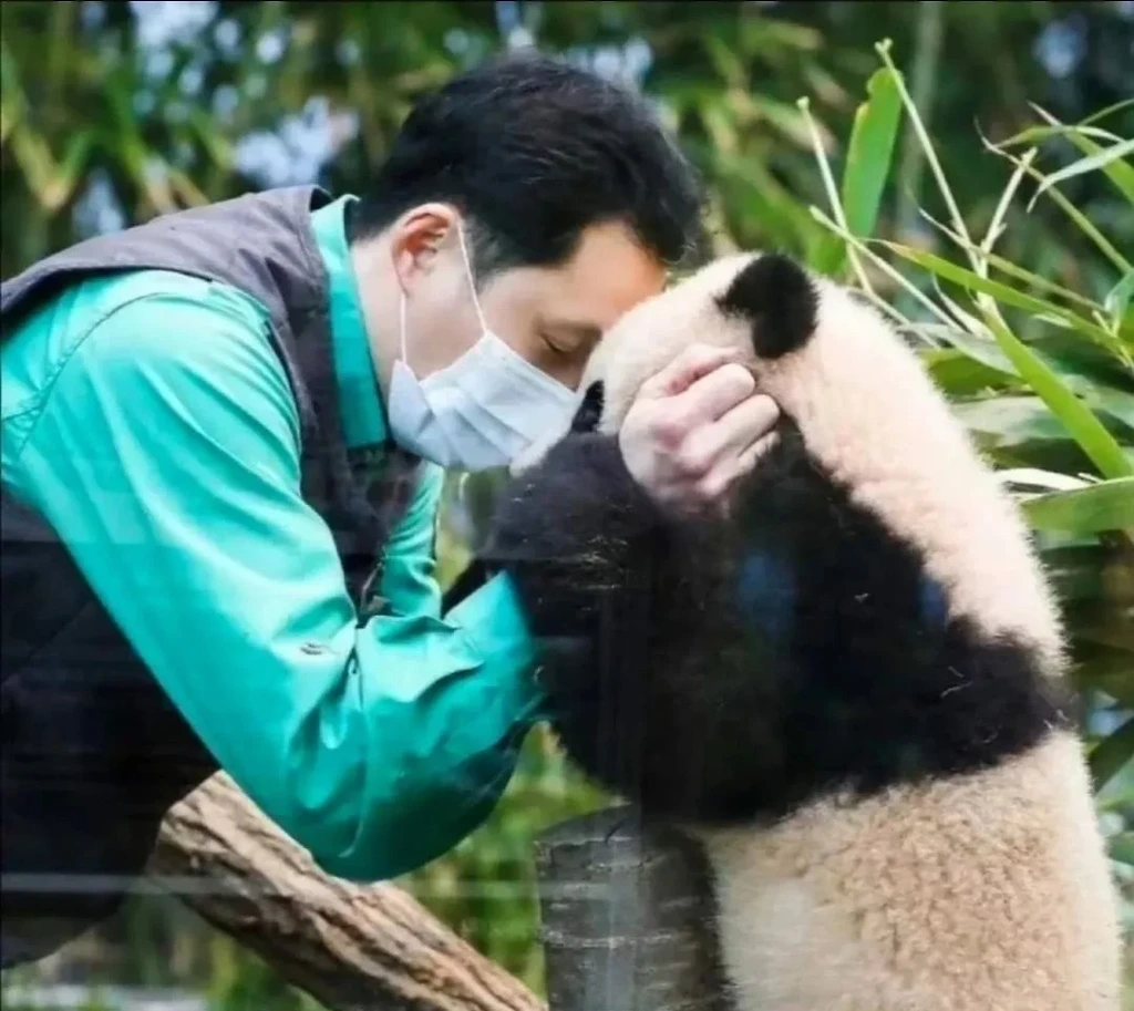 바오 가좍 푸바오🐼와 작은할부지 Daum 카페