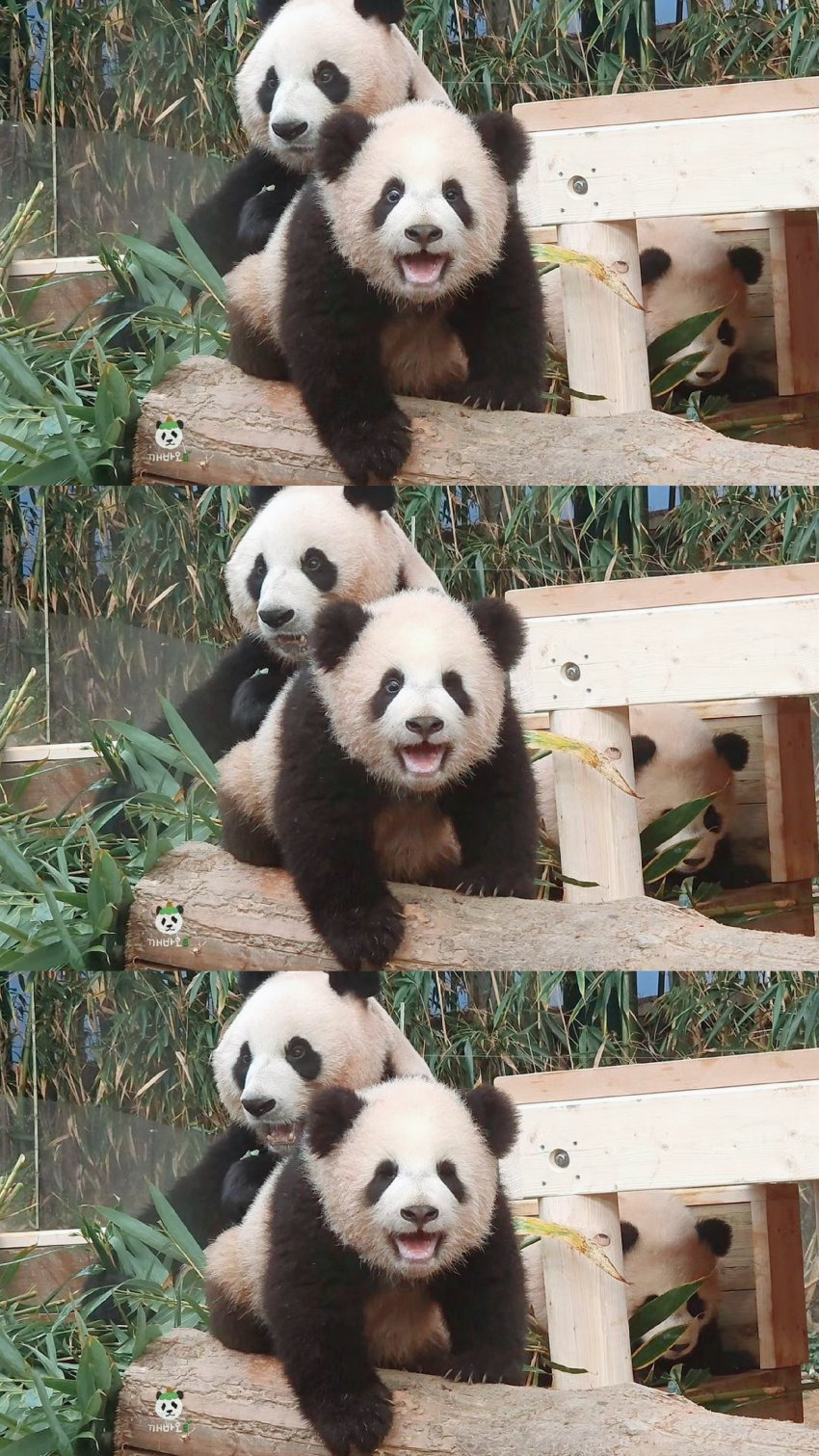 바오 가좍 🐼정말 변화무쌍한 루이바오 모먼트🐼 Daum 카페