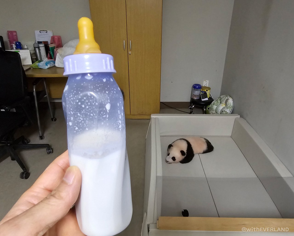바오 가좍 젖병 보다 작은 미니판다 Daum 카페
