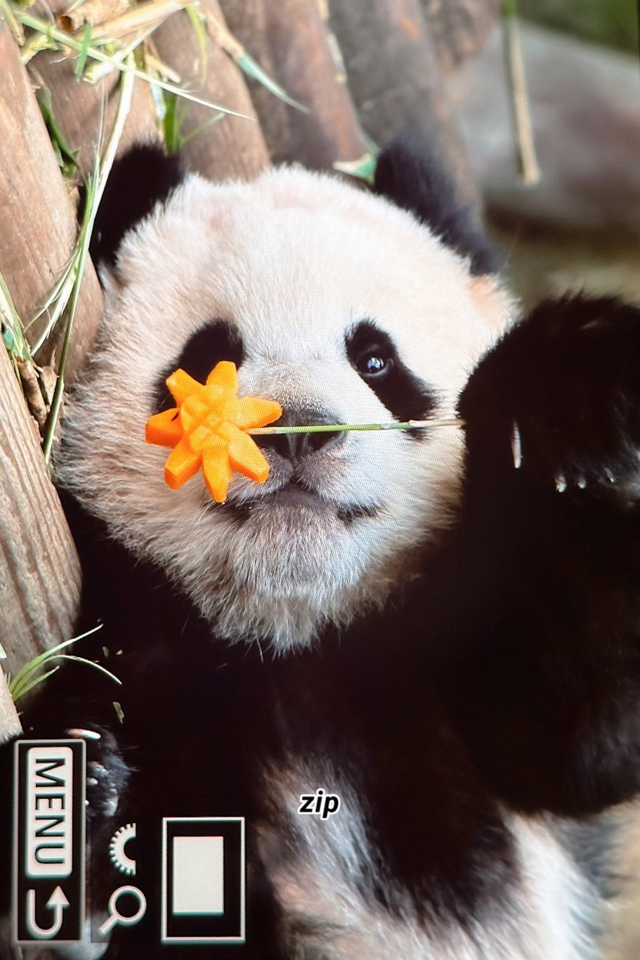 바오 가좍 당근꽃 선물 받은 천년돌 루이바오 🐼 Daum 카페