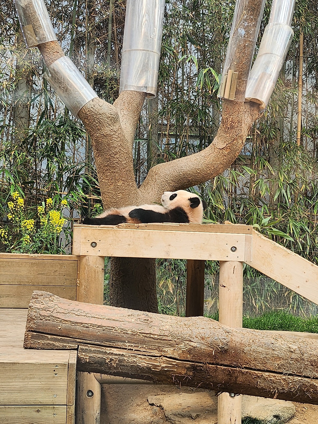 바오 가좍 🐼정말 변화무쌍한 루이바오 모먼트🐼 Daum 카페